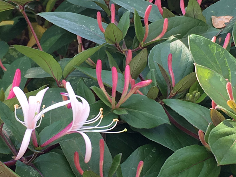 Le chèvrefeuille, arbuste odorant - Le petit jardinaute