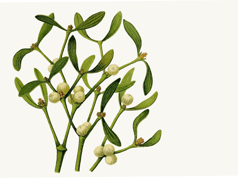 gui Archives - Le petit jardinaute