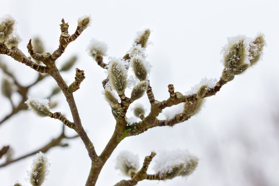 C’est l’hiver : observez les bourgeons ! - Le petit jardinaute