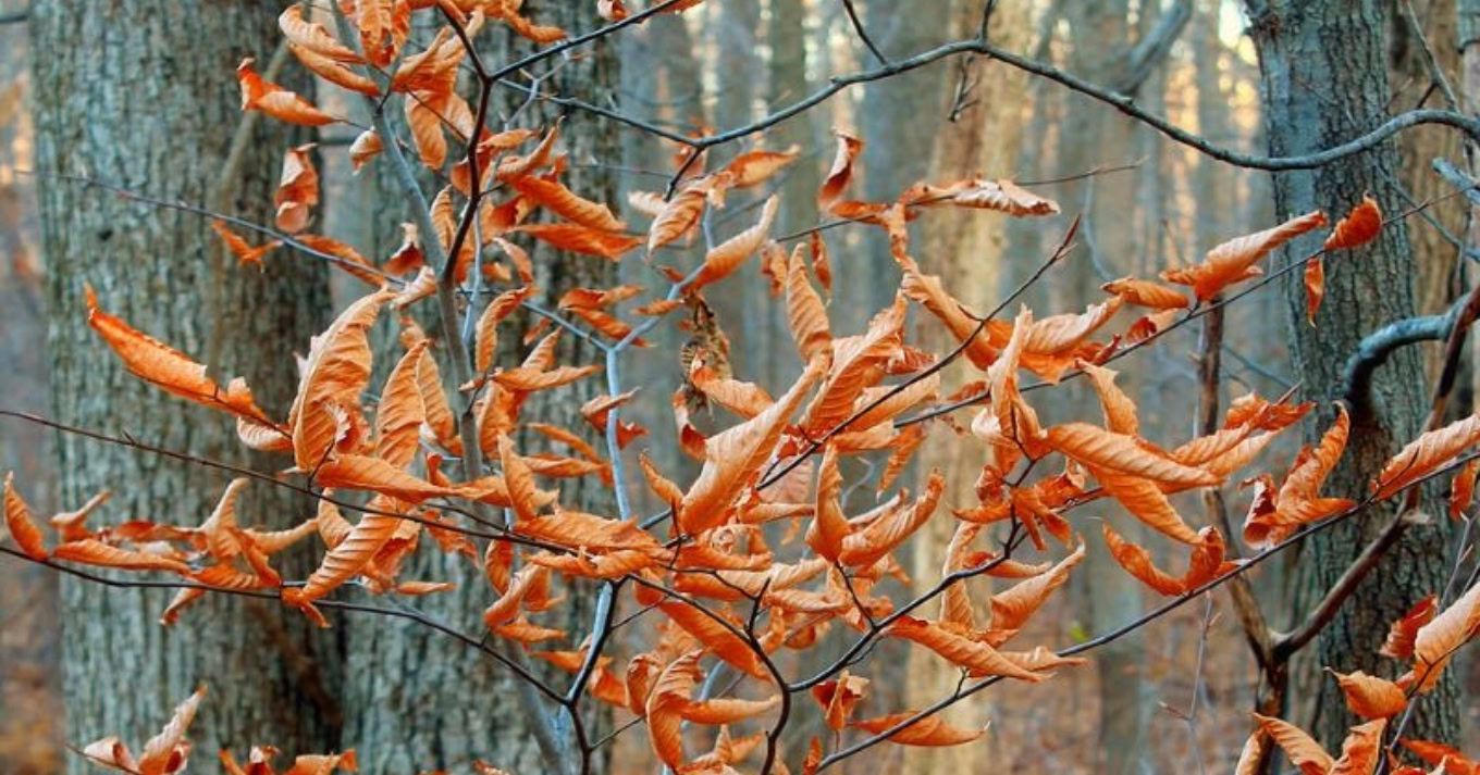 Le charme de la marcescence - Le petit jardinaute