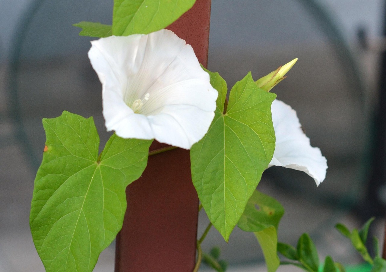Le liseron des haies : entre volutes et turbulences - Le petit jardinaute